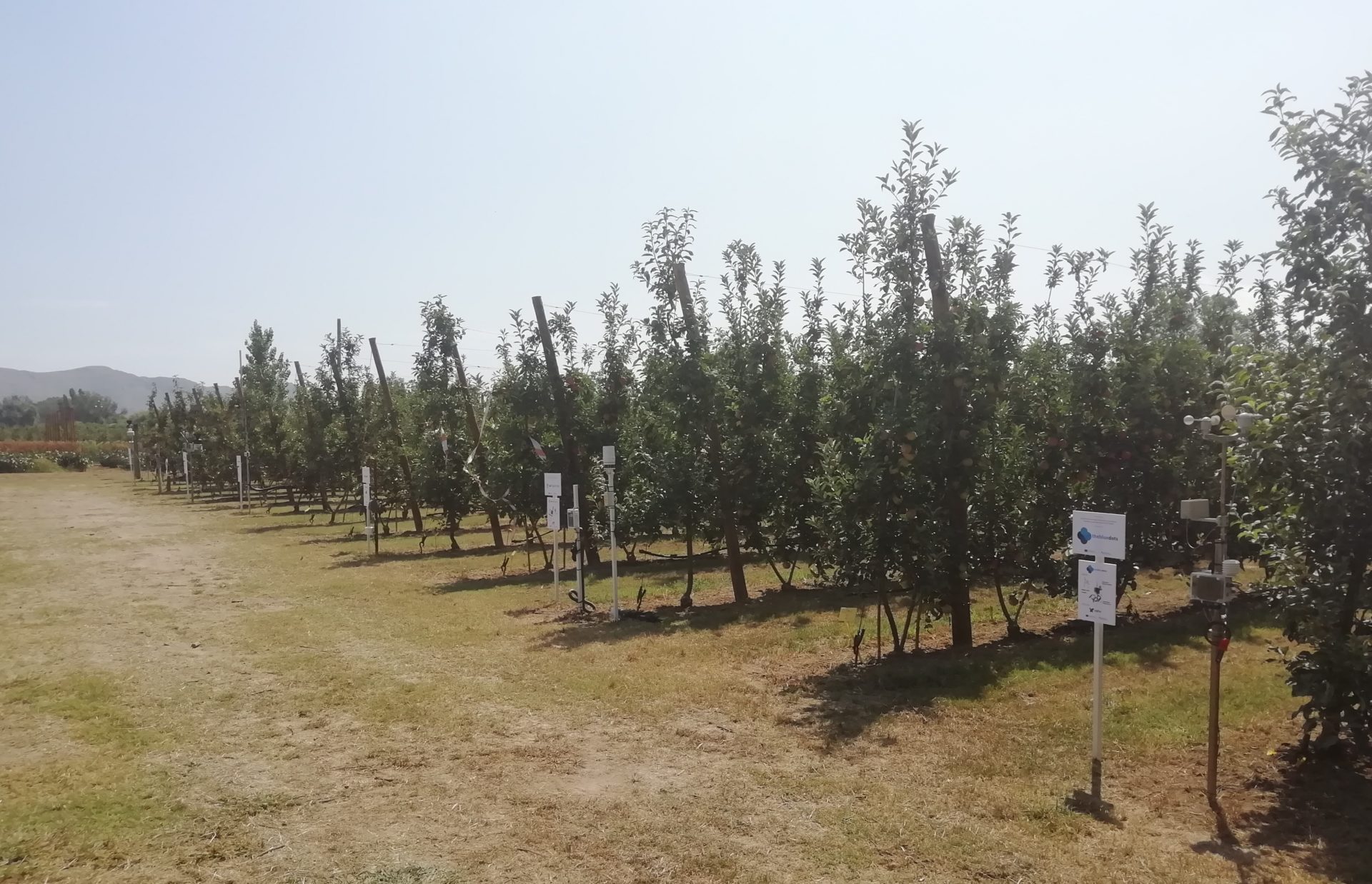 Vídeo FRUITMONITOR: Tecnología de monitorización para los frutales - IRTA