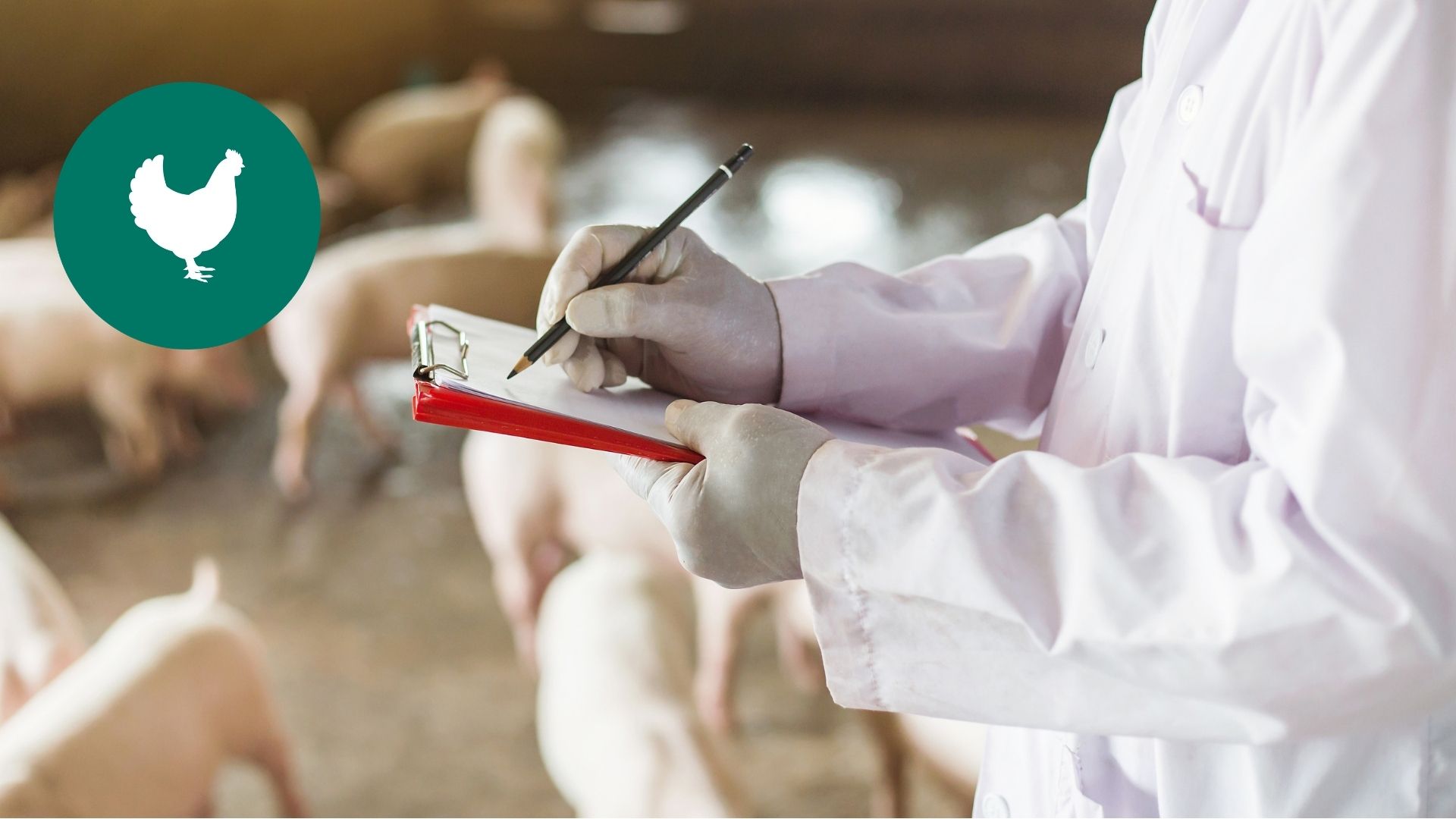 Curso de auditores Welfair para pollos y sacrificio pollos. 2024 - IRTA