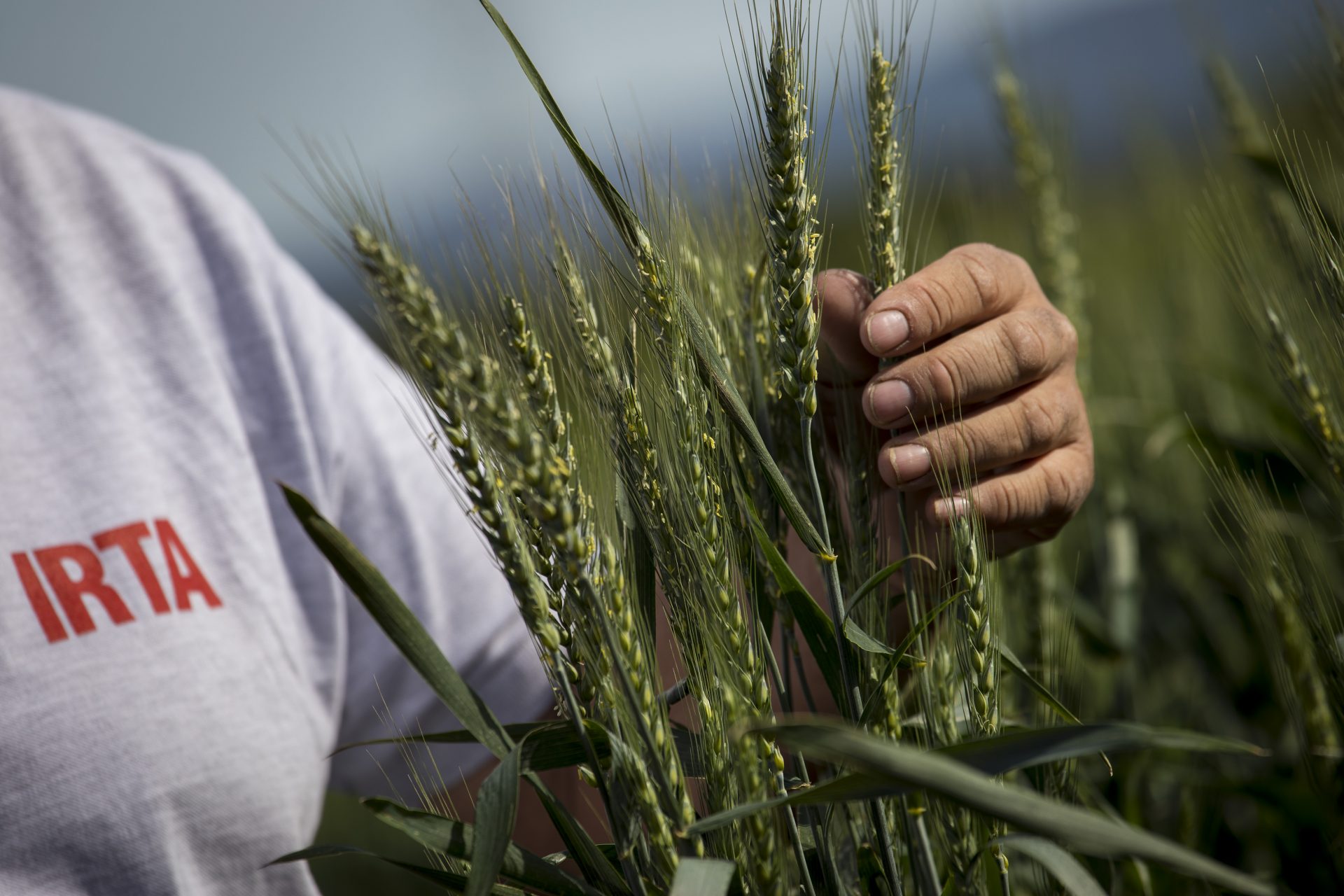 Prácticas de agricultura regenerativa en cultivos de verano en regadío ...