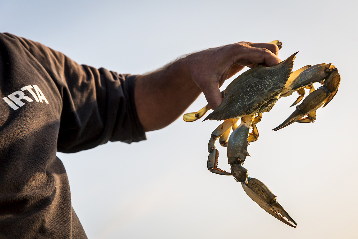 Water quality monitoring program in shellfish production areas - IRTA