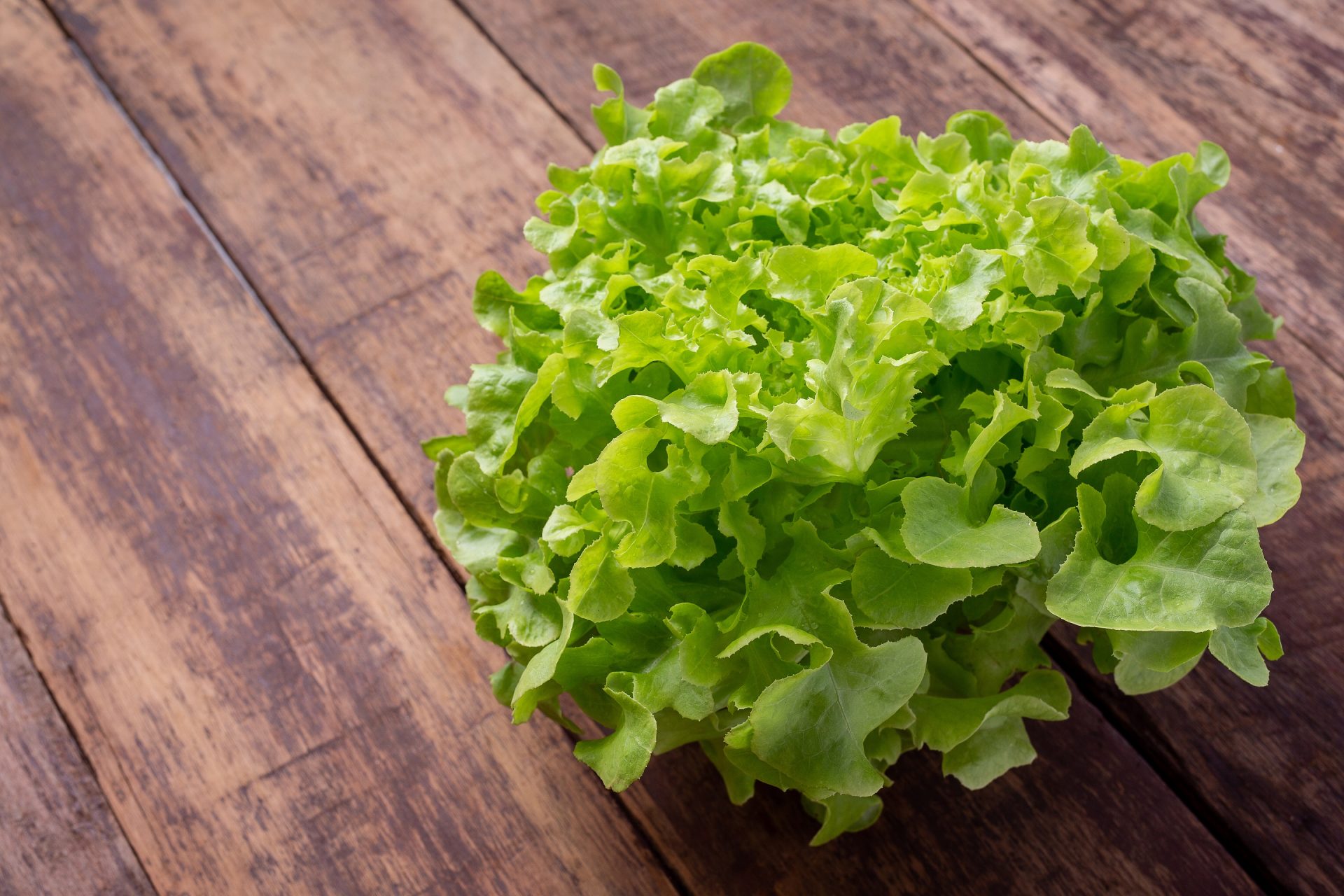 Solucions innovadores en sanitat vegetal en el cultiu d'enciam - IRTA